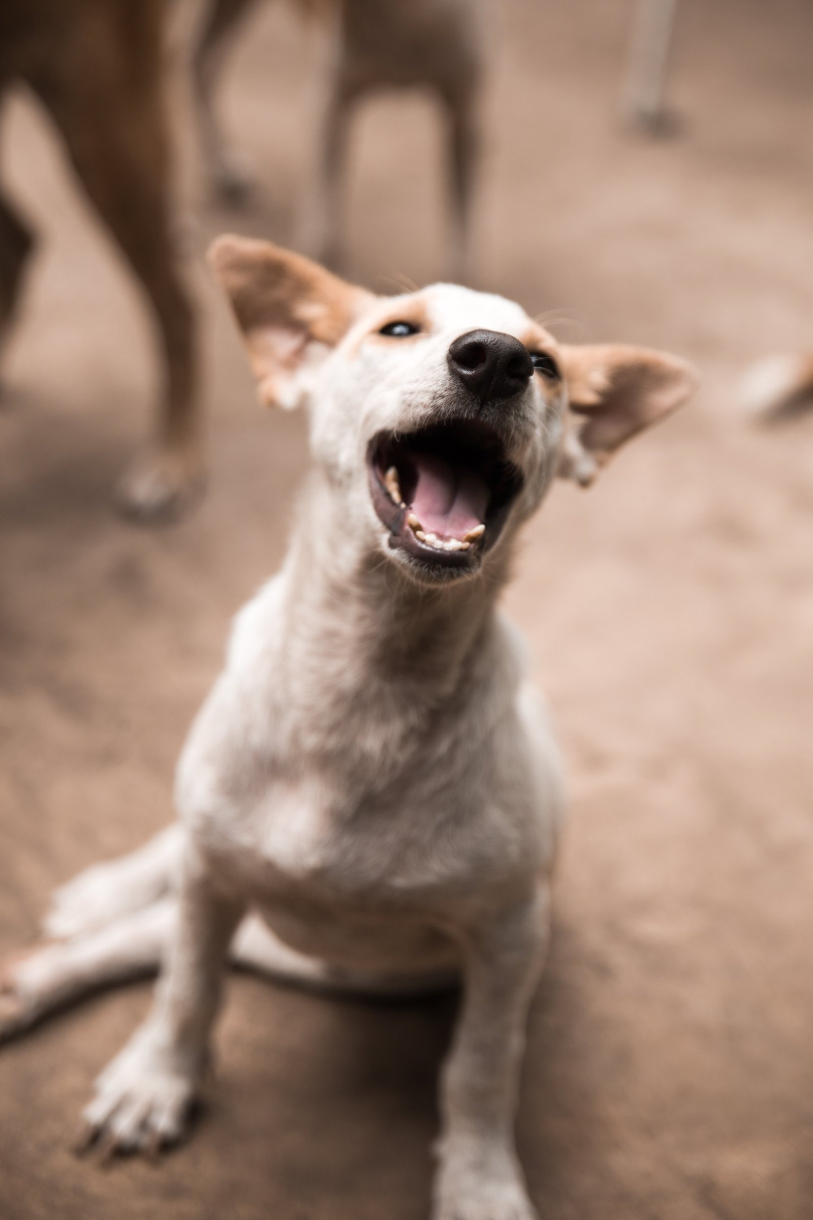 Suki • Dumaguete Animal Sanctuary