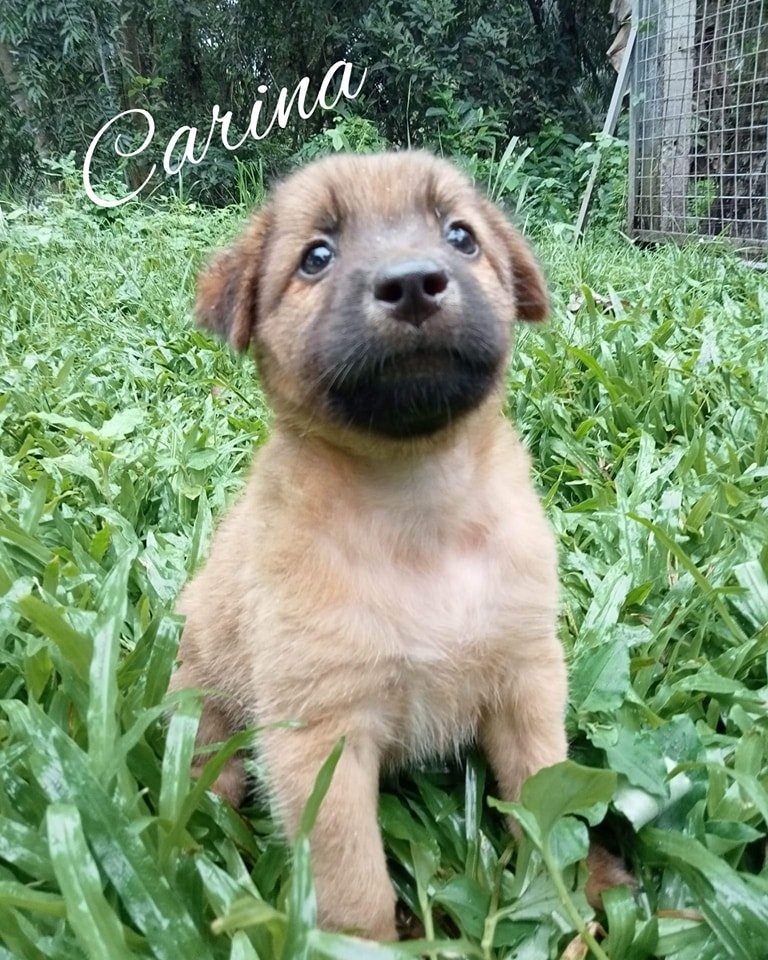 Record-breaking Robinsons Rehoming Drive! • Dumaguete Animal Sanctuary