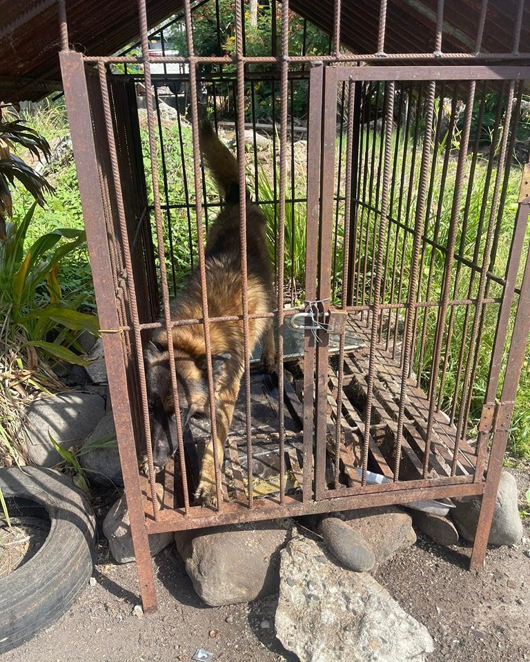 Enzo adopted! • Dumaguete Animal Sanctuary