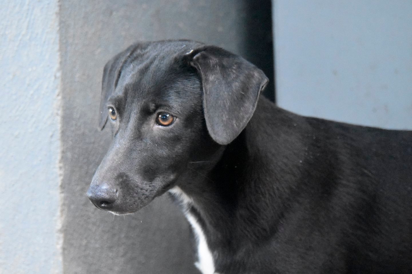 MARI • Dumaguete Animal Sanctuary