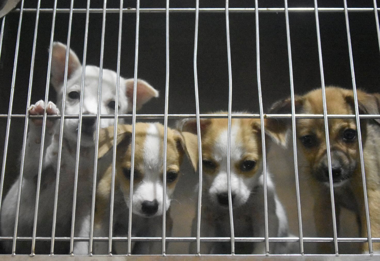 Palma • Dumaguete Animal Sanctuary