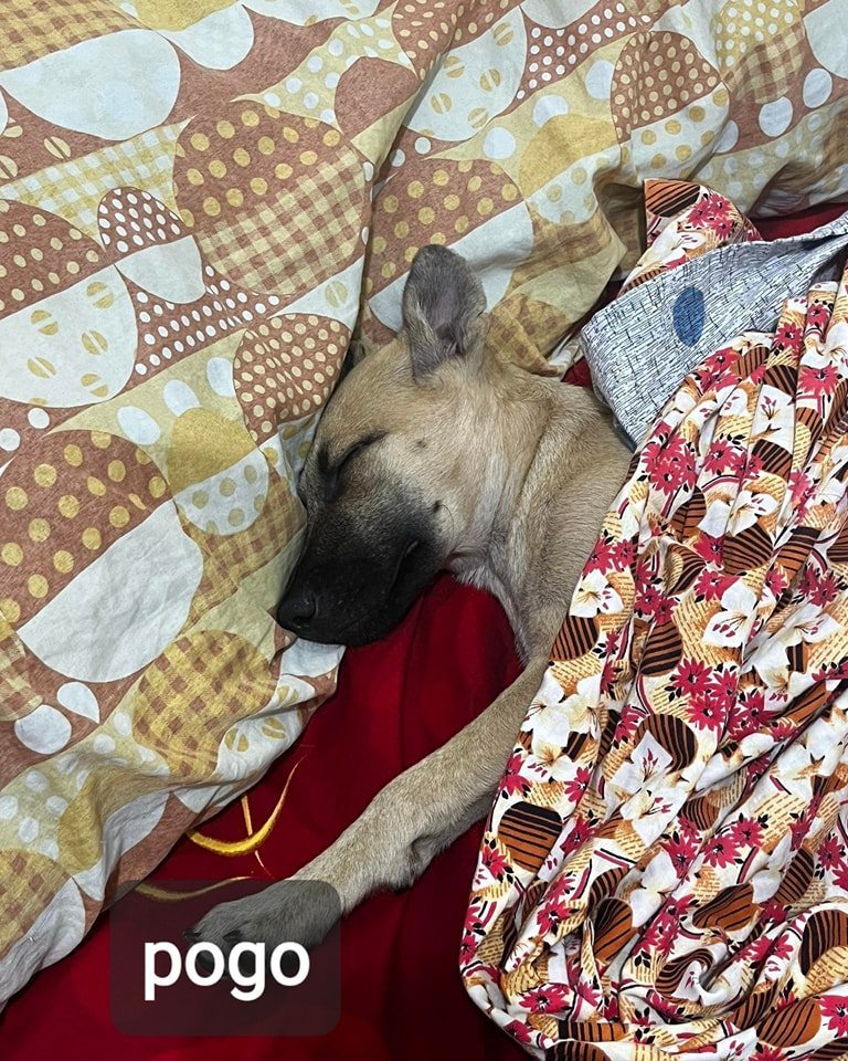 Jade and Pogo adopted! • Dumaguete Animal Sanctuary