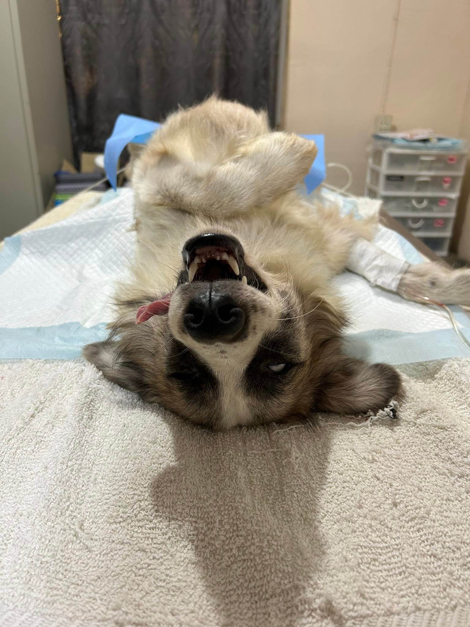 RASCAL • Dumaguete Animal Sanctuary