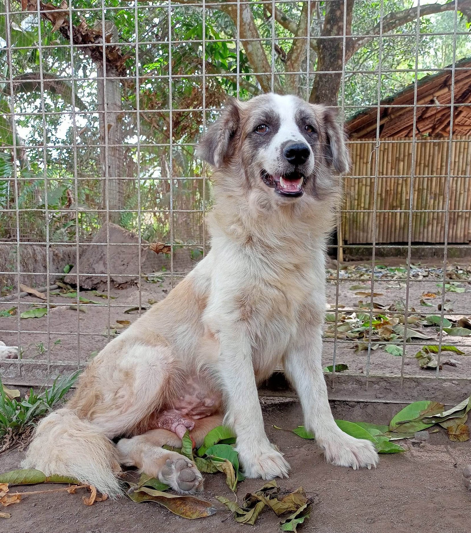 RASCAL • Dumaguete Animal Sanctuary