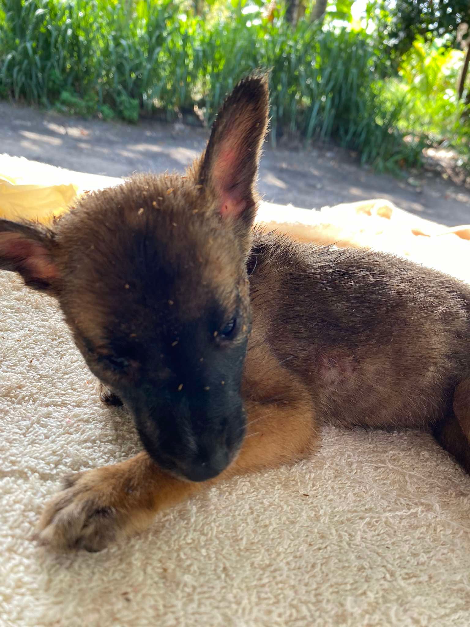 Sissy • Dumaguete Animal Sanctuary