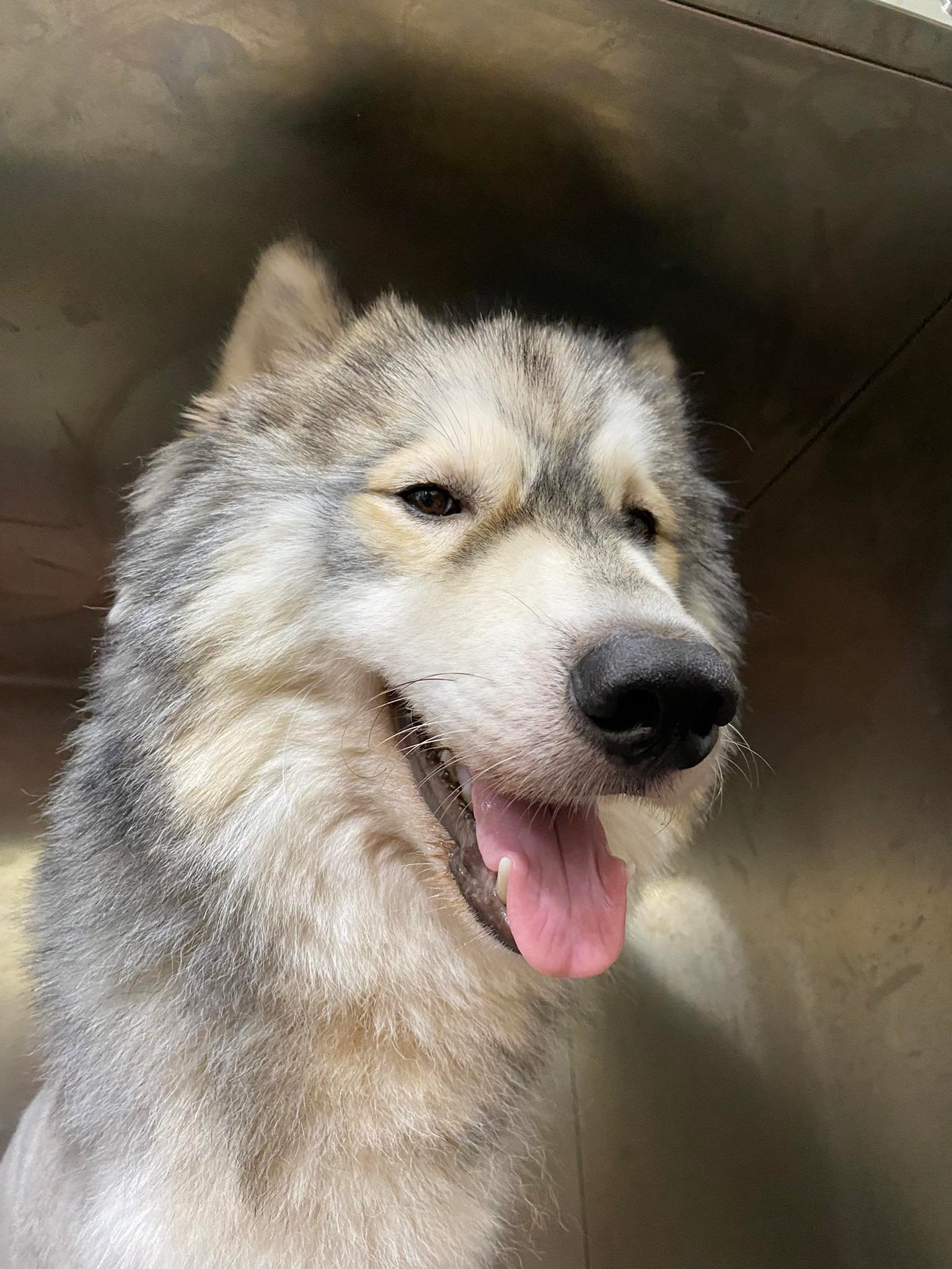 Wolfie • Dumaguete Animal Sanctuary