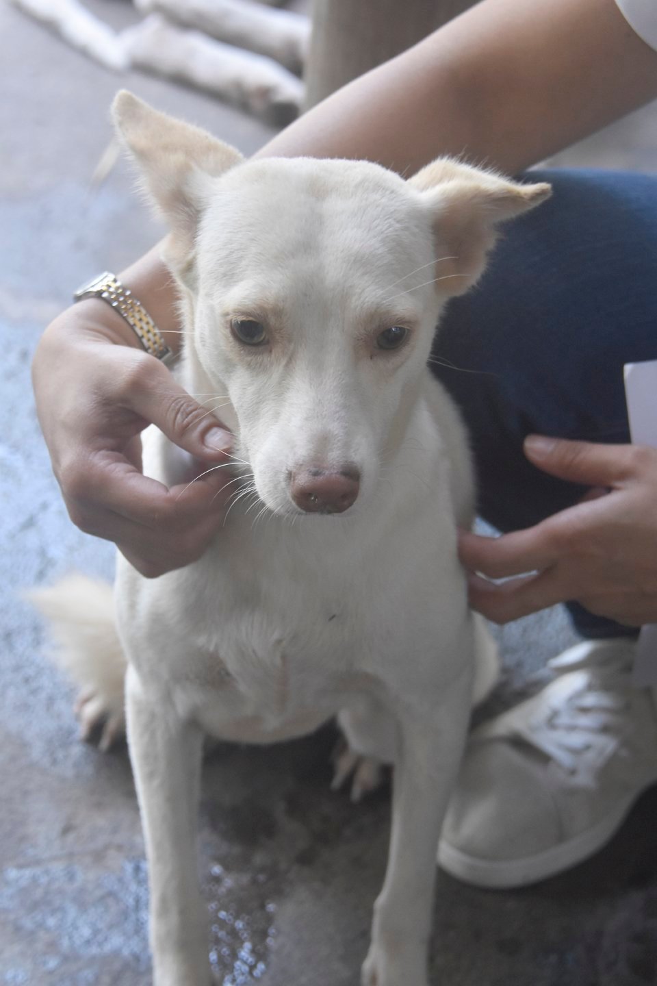 ANAYA • Dumaguete Animal Sanctuary