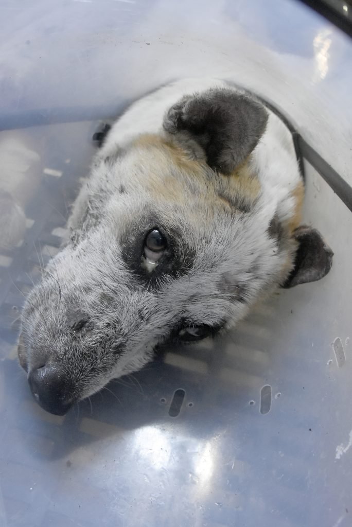 Angelo • Dumaguete Animal Sanctuary