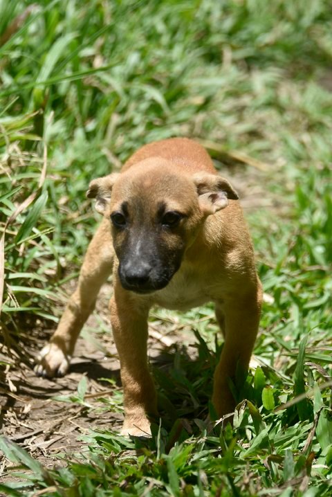 Another great Day at Robinsons Dumaguete! • Dumaguete Animal Sanctuary