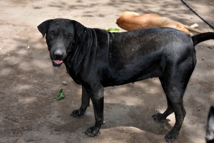 ELEANOR • Dumaguete Animal Sanctuary