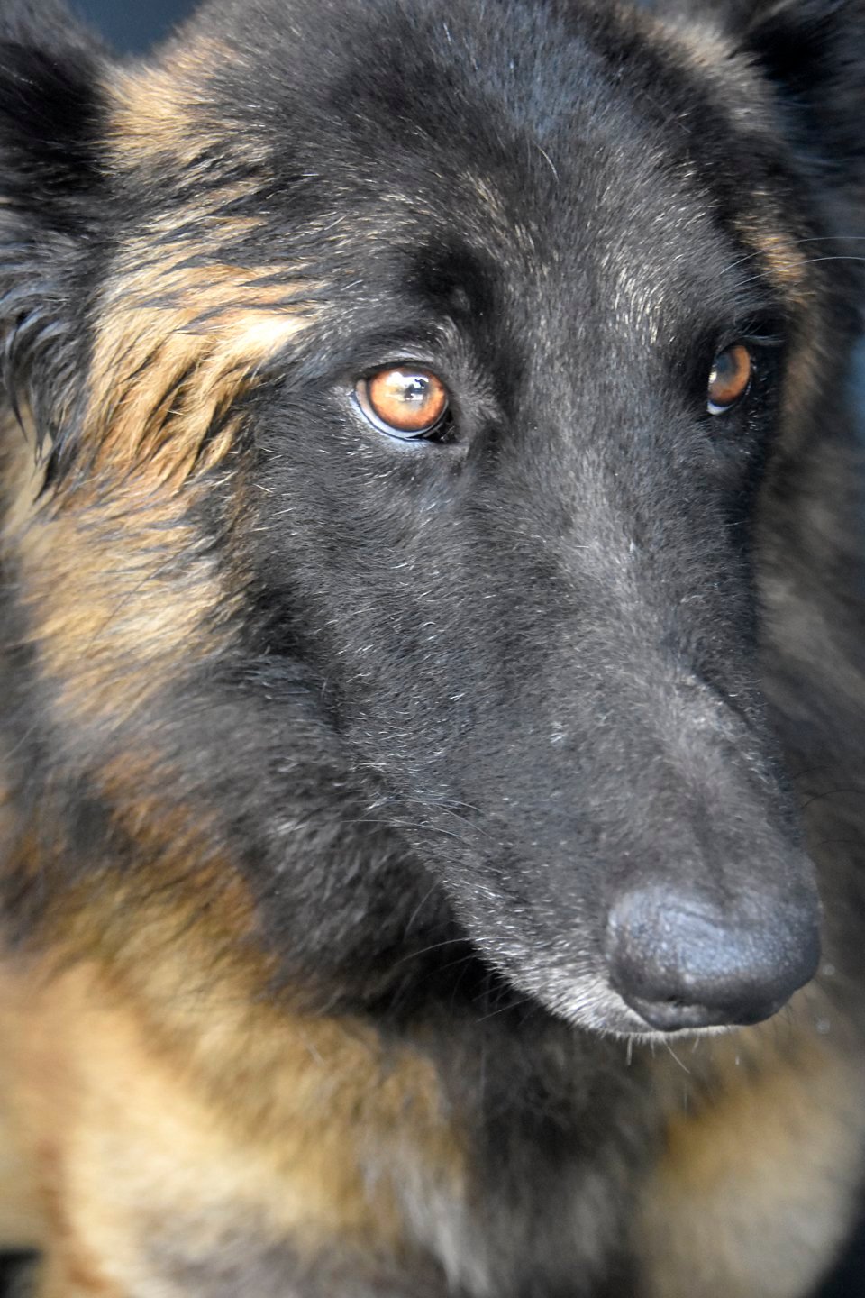 Enzo adopted! • Dumaguete Animal Sanctuary