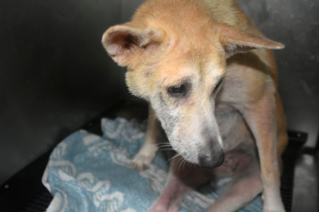 GARBE • Dumaguete Animal Sanctuary