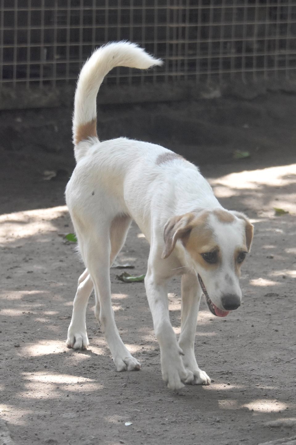 GIA • Dumaguete Animal Sanctuary