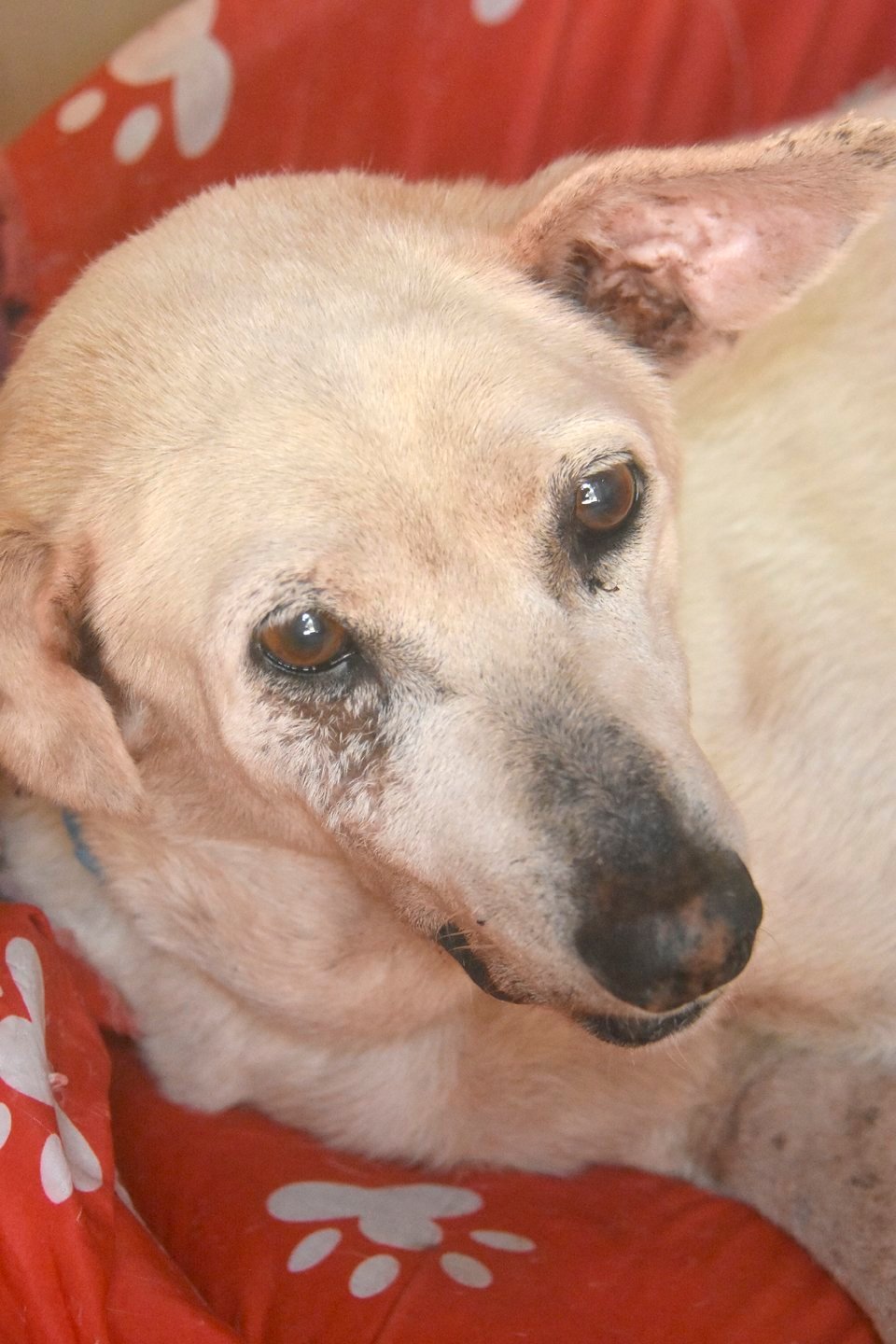 Lady • Dumaguete Animal Sanctuary