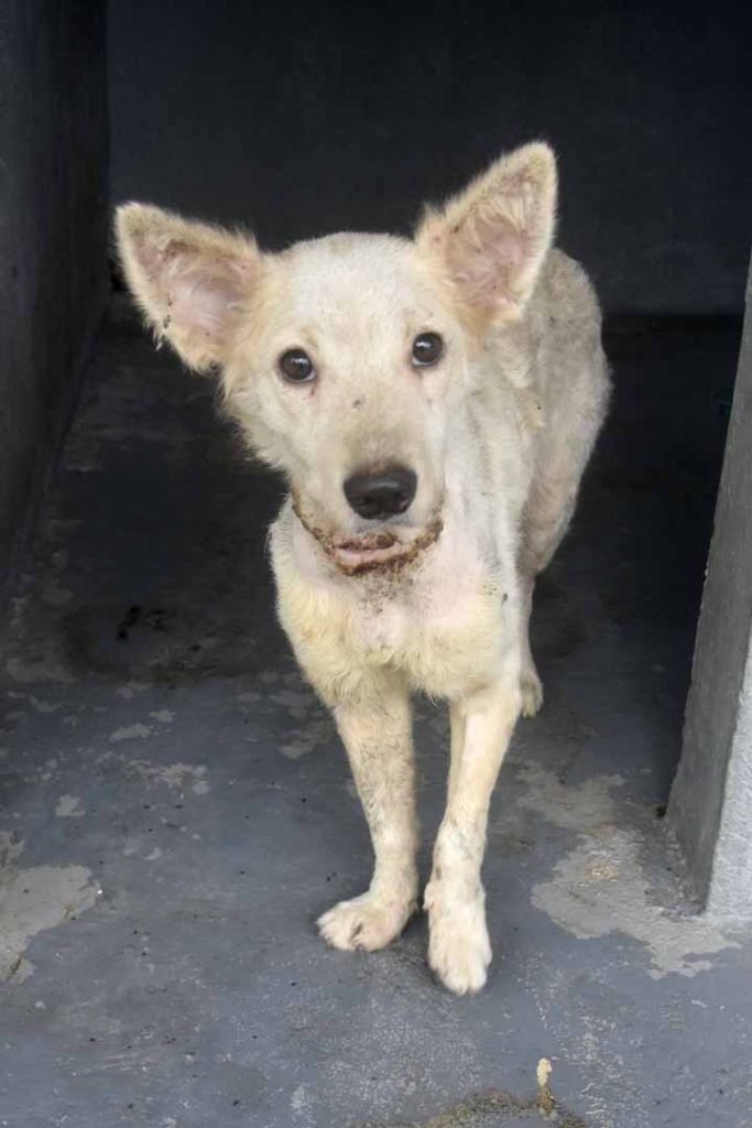 Lugaw - Adopt a Stray • Dumaguete Animal Sanctuary