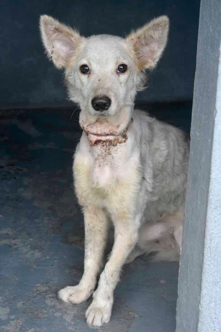 Lugaw - Adopt a Stray • Dumaguete Animal Sanctuary