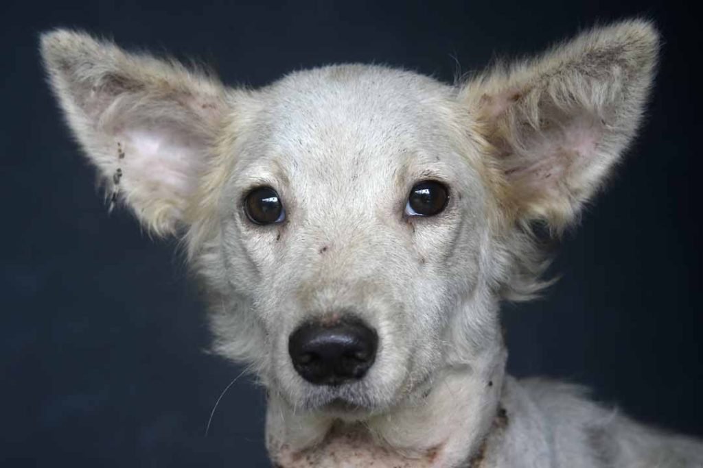 Lugaw - Adopt a Stray • Dumaguete Animal Sanctuary