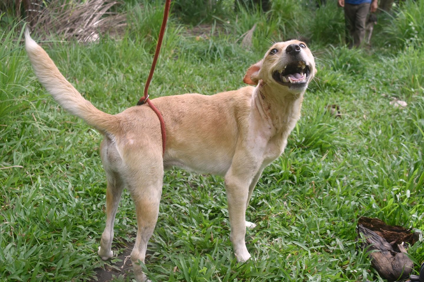 MUSKET • Dumaguete Animal Sanctuary