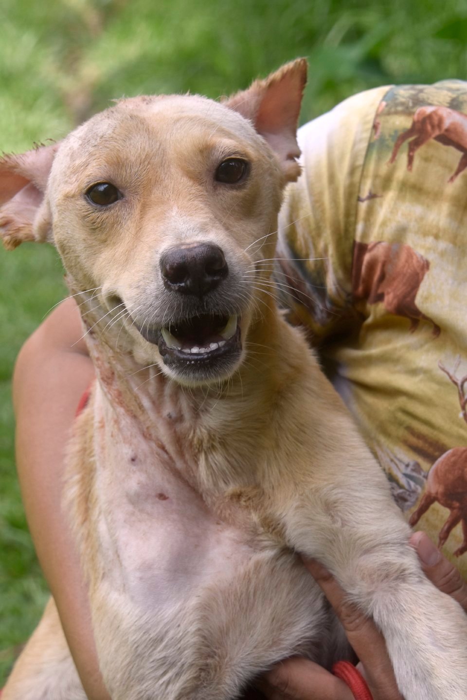 MUSKET • Dumaguete Animal Sanctuary