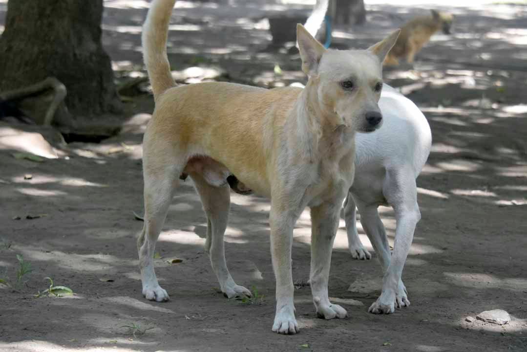 MUSKET • Dumaguete Animal Sanctuary