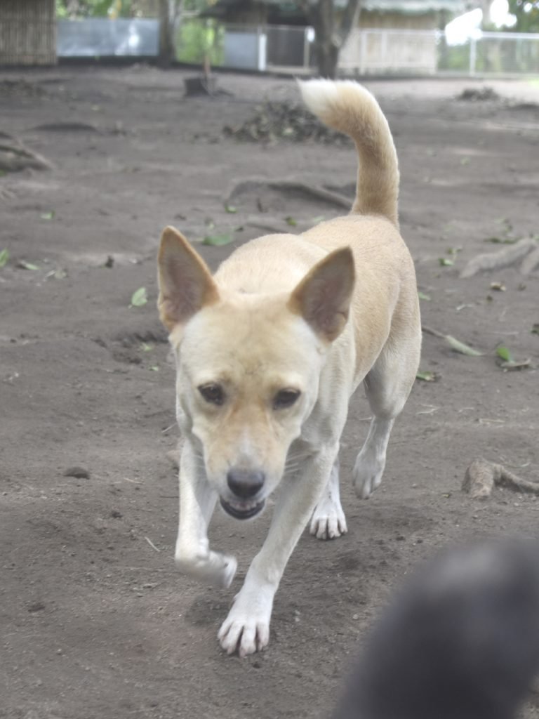 MUSKET • Dumaguete Animal Sanctuary