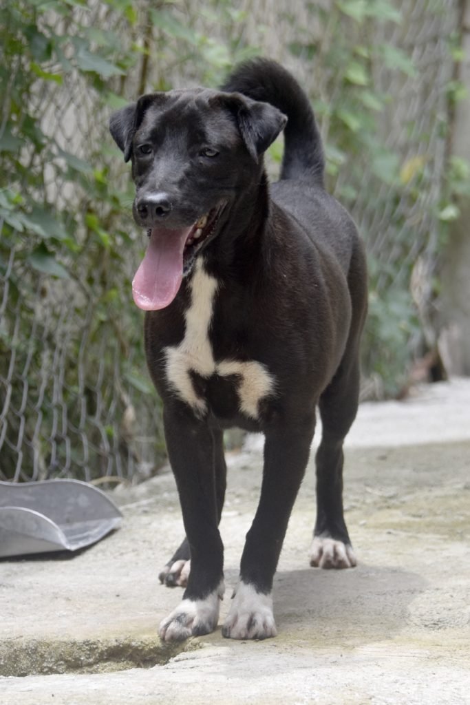 Nadia adopted! • Dumaguete Animal Sanctuary