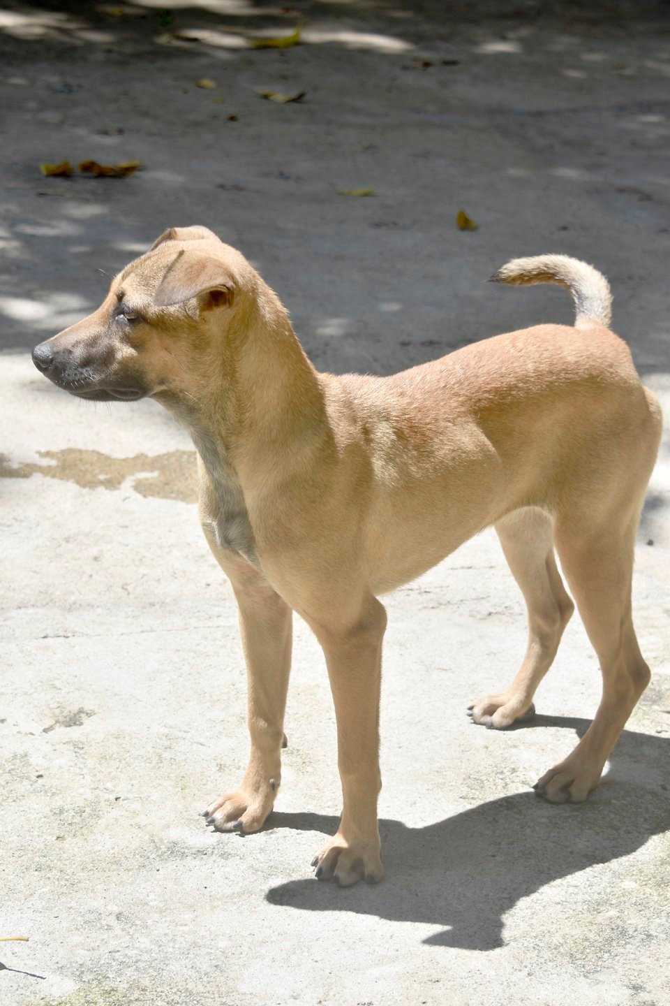 Paco adopted! • Dumaguete Animal Sanctuary