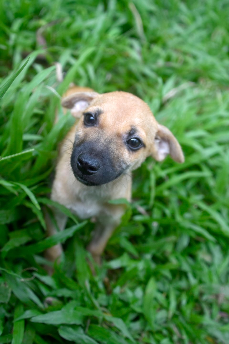 Paco adopted! • Dumaguete Animal Sanctuary