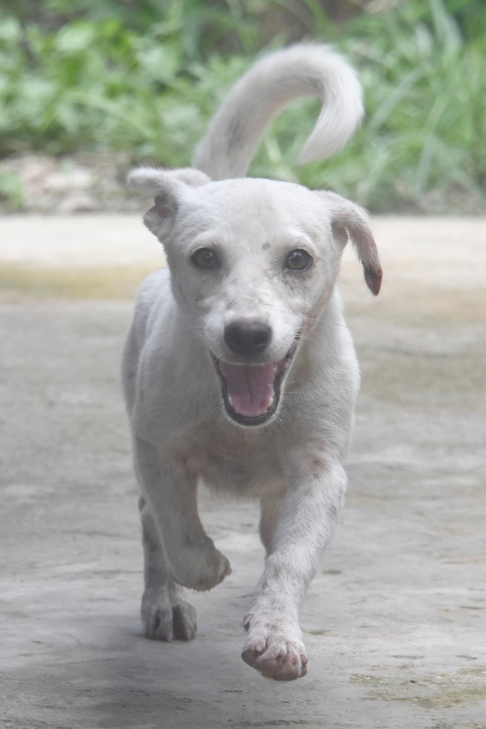 Perla • Dumaguete Animal Sanctuary