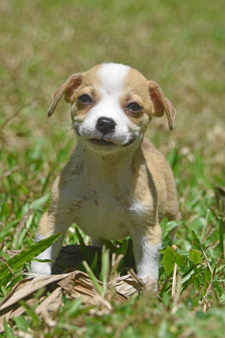 Palma • Dumaguete Animal Sanctuary