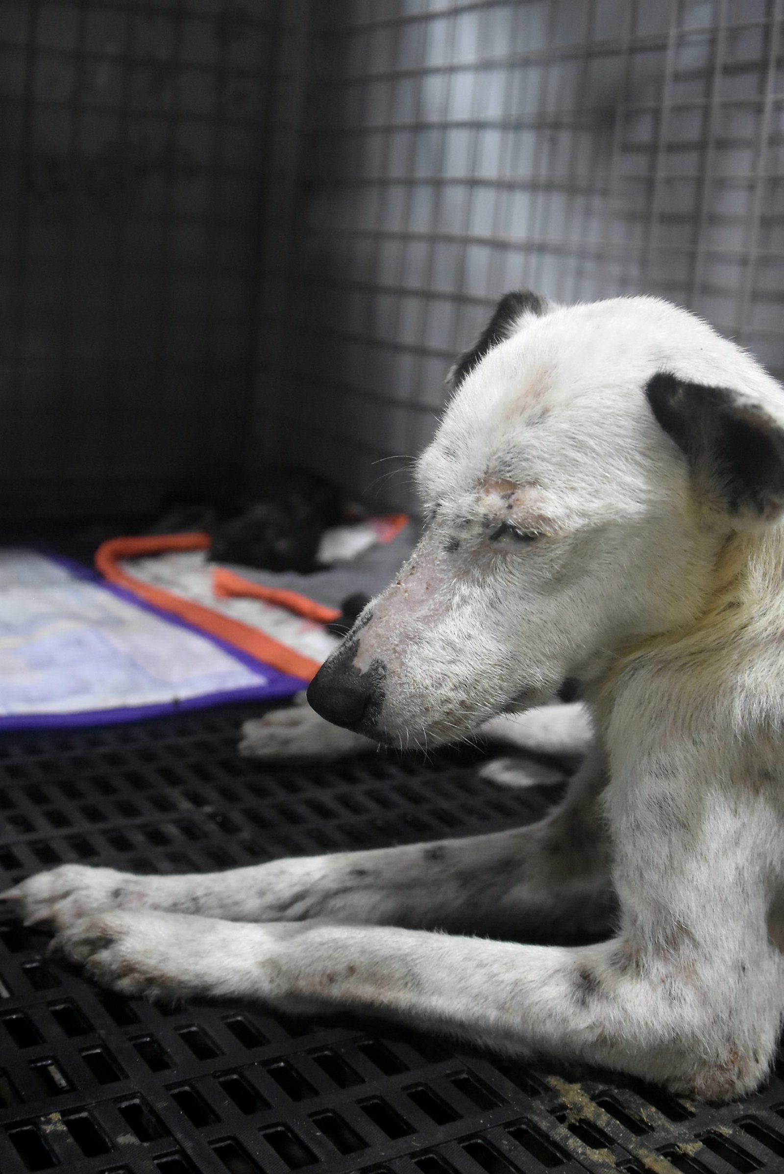 PIPPA • Dumaguete Animal Sanctuary