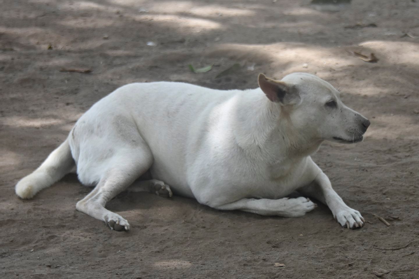 SEAMUS • Dumaguete Animal Sanctuary