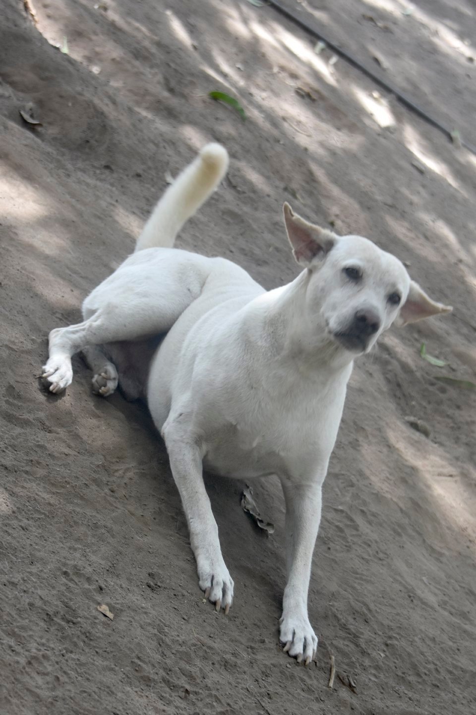 SEAMUS • Dumaguete Animal Sanctuary