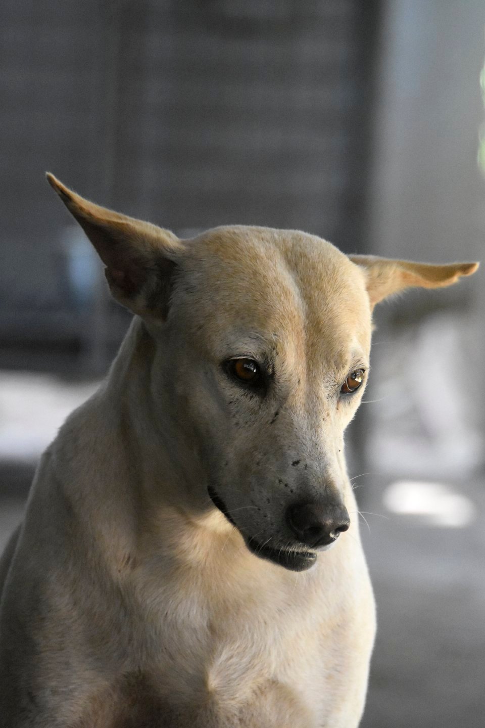 SEAMUS • Dumaguete Animal Sanctuary