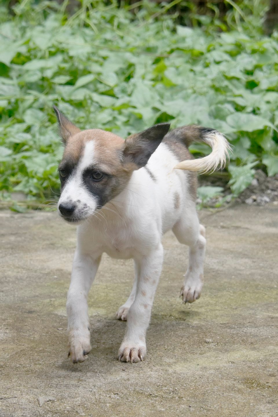 Sweep • Dumaguete Animal Sanctuary