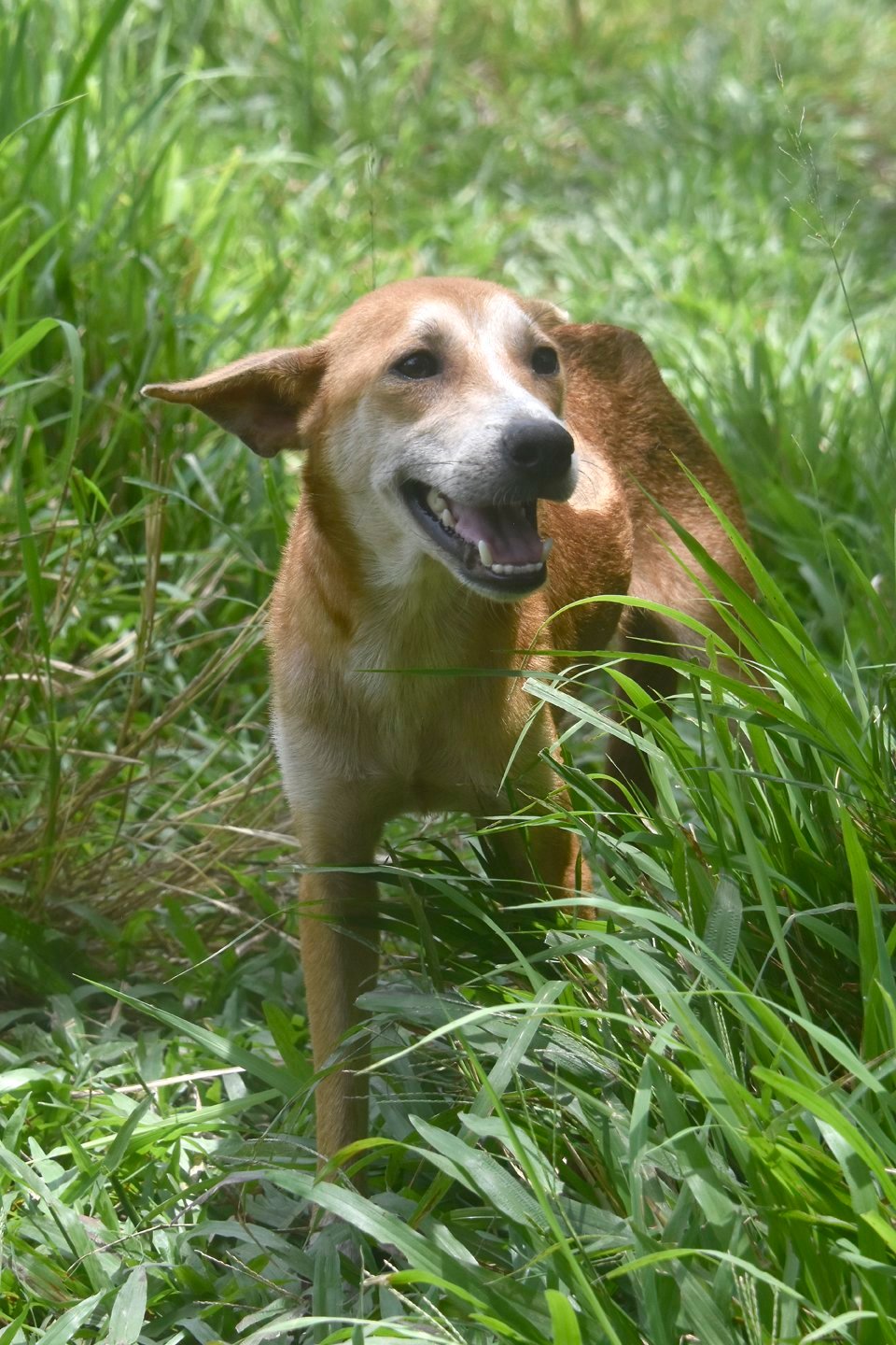 THANDI • Dumaguete Animal Sanctuary