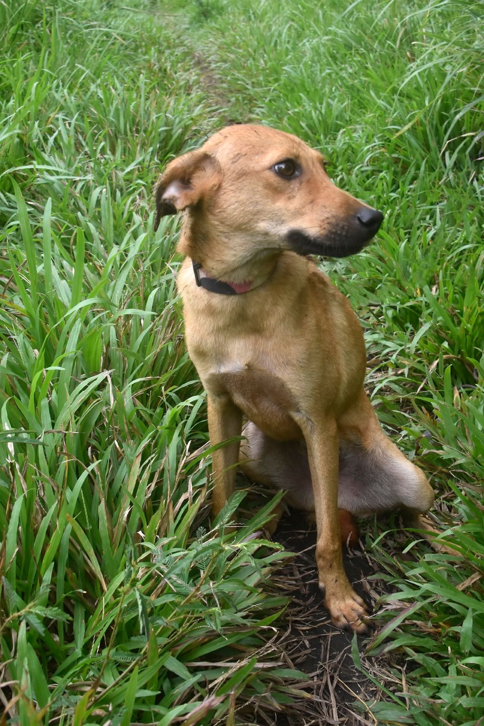 TOFFEE • Dumaguete Animal Sanctuary