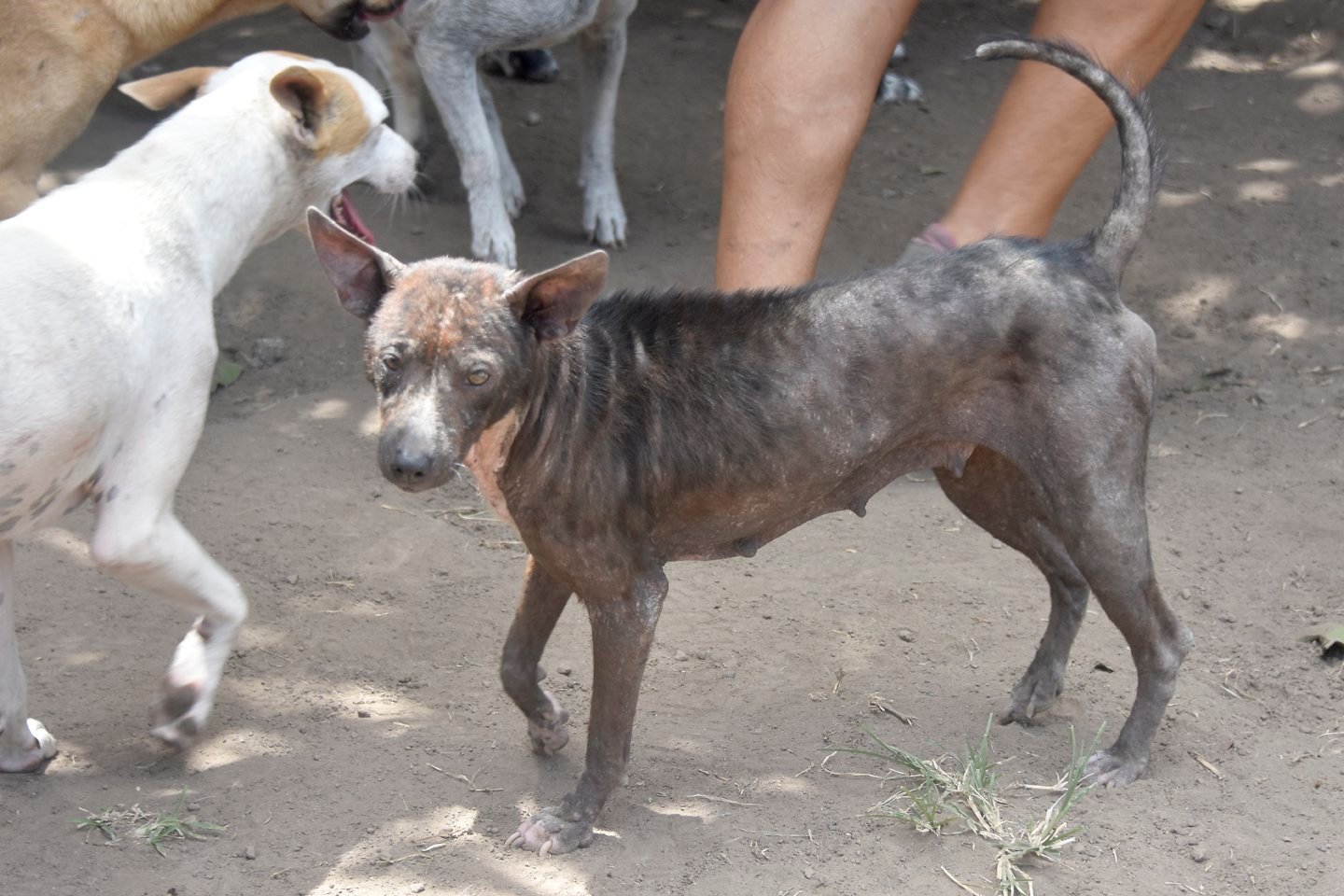 Uri - Adopt a Stray • Dumaguete Animal Sanctuary