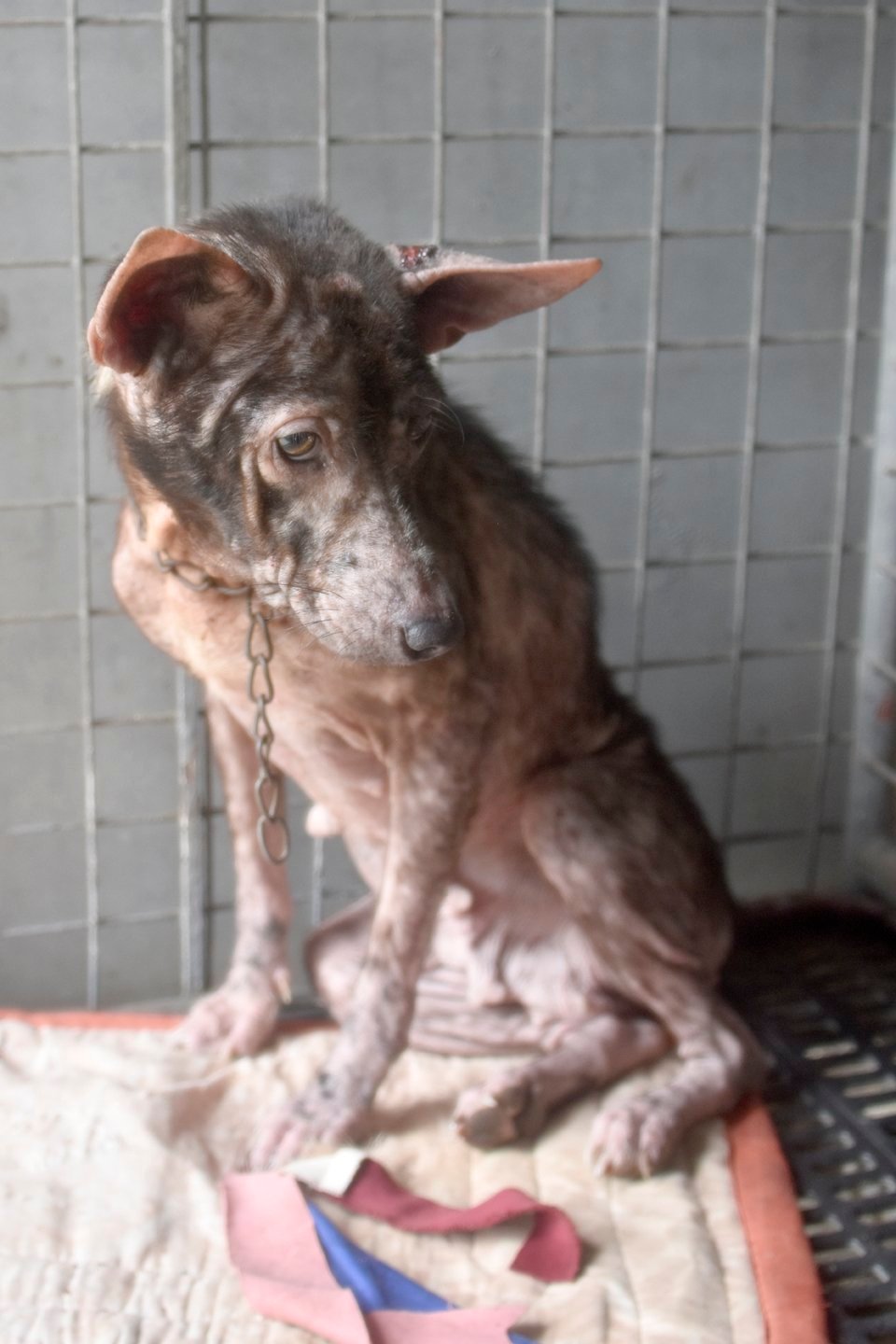Uri - Adopt a Stray • Dumaguete Animal Sanctuary